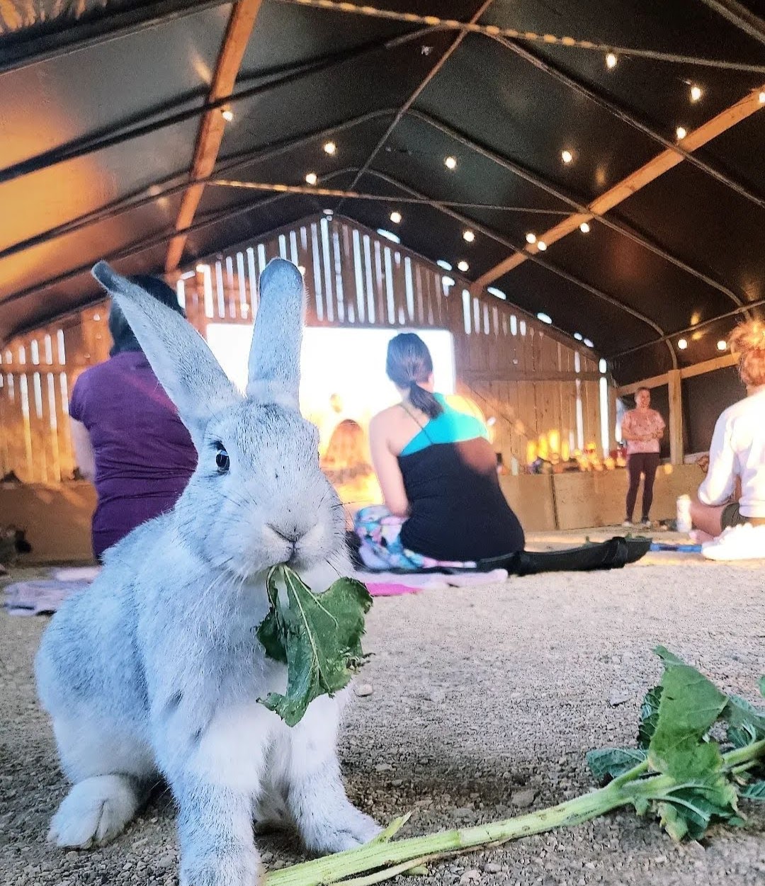 Bunny Yoga – Karmaburn Yoga